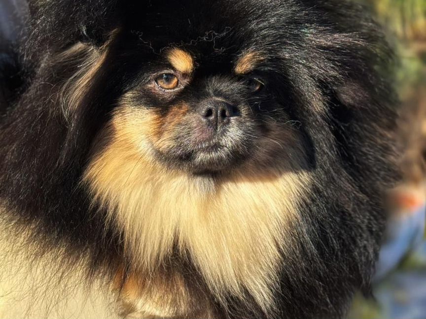 Шпиц черно подпалая девочка 11 мес