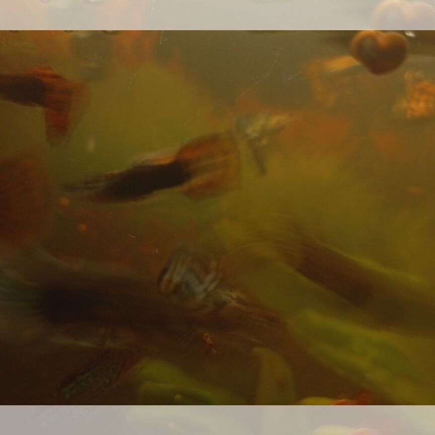 Аквариумные рыбки