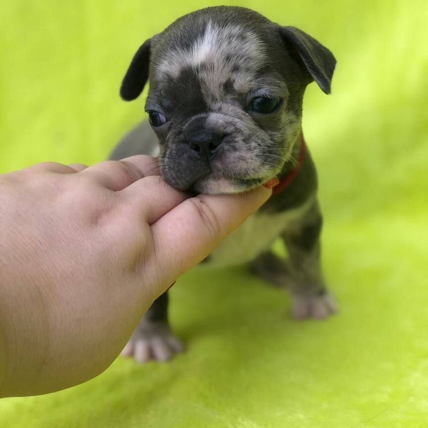 Французский бульдог мерле