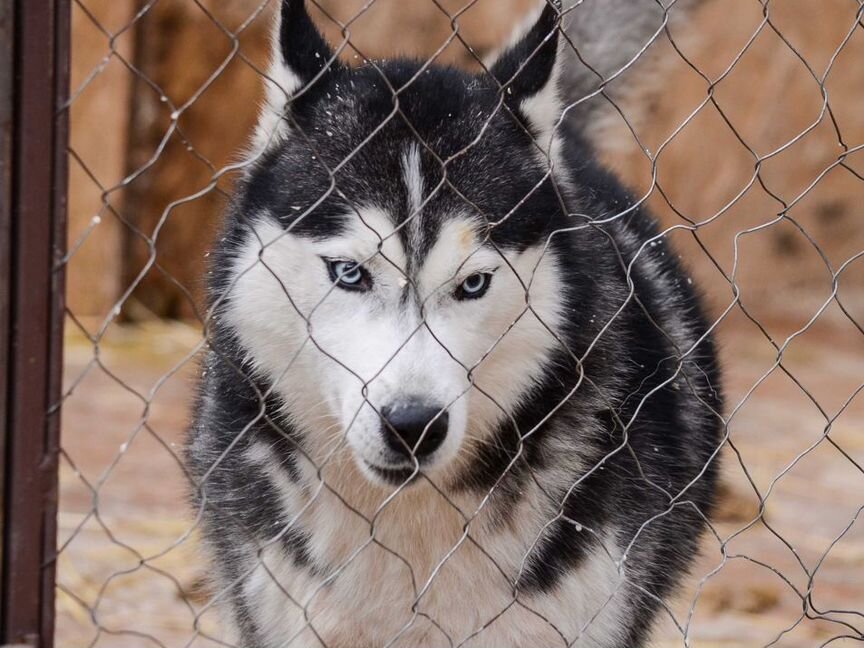 Его жизнь В твоих руках