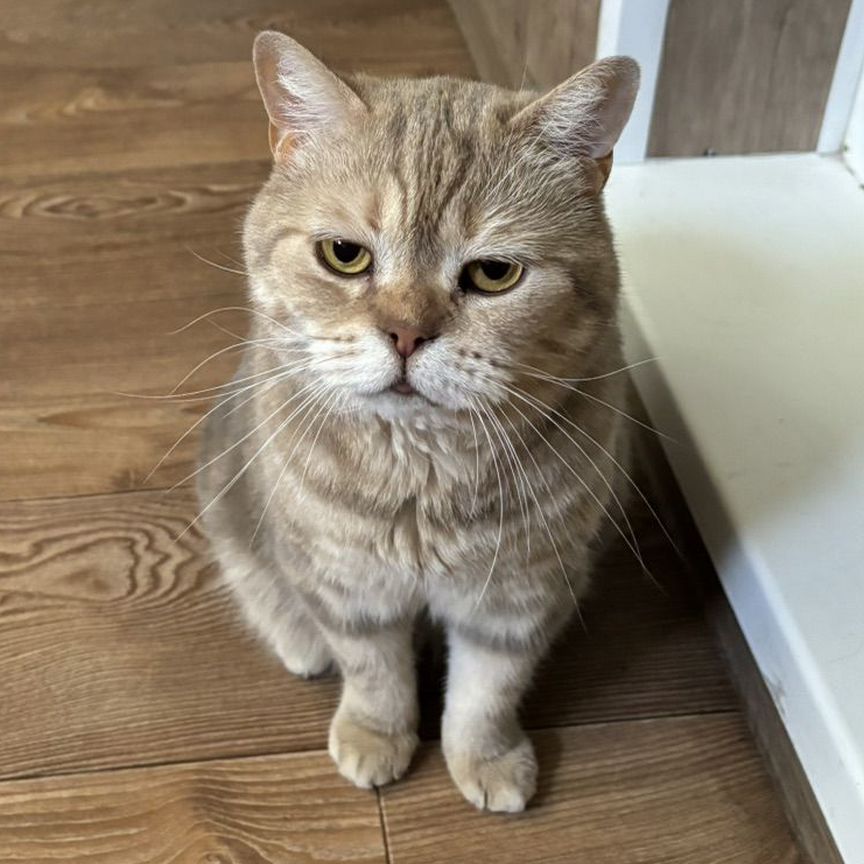 Британская короткошёрстная кошка, взрослая