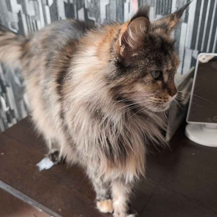 Мейн-кун, взрослая кошка