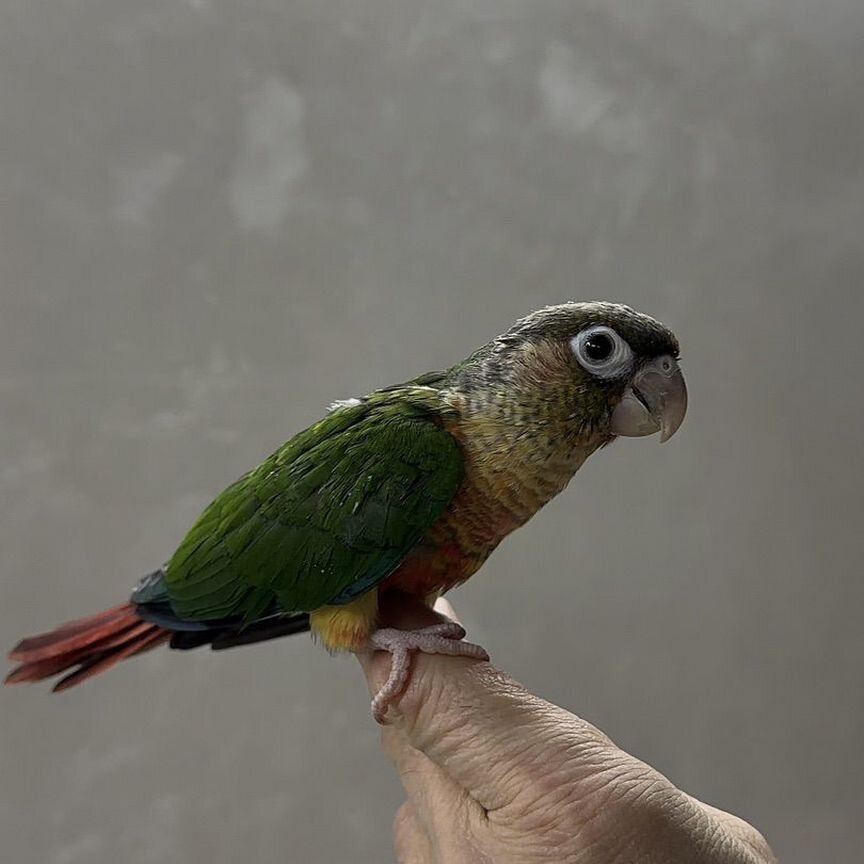 Пиррура ручная выкормыш