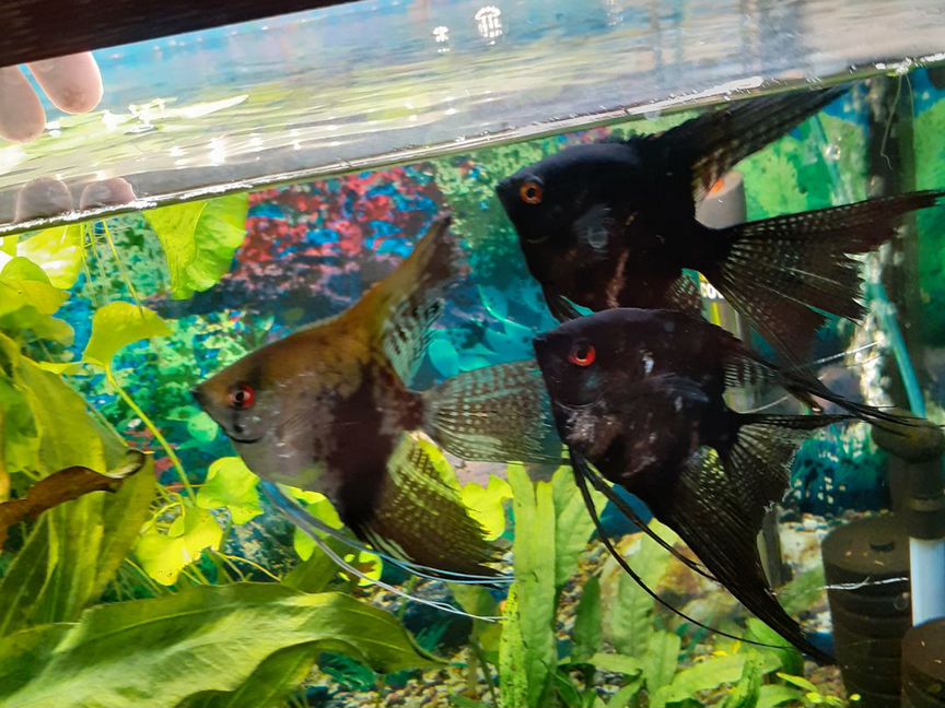 Скалярии вуалевые