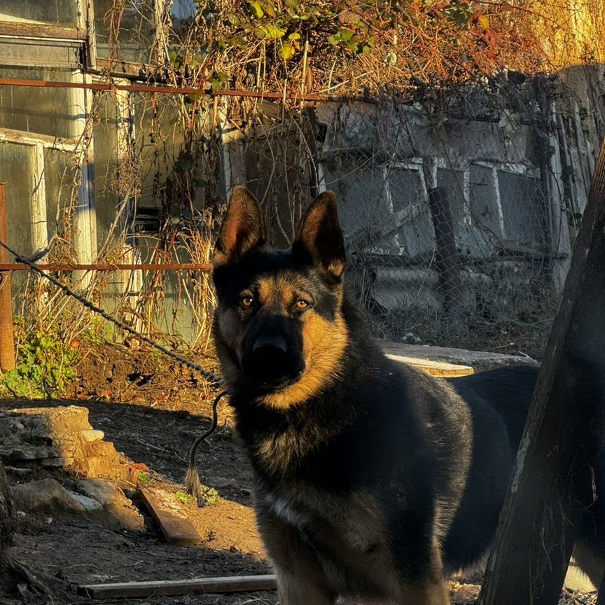 Немецкая овчарка