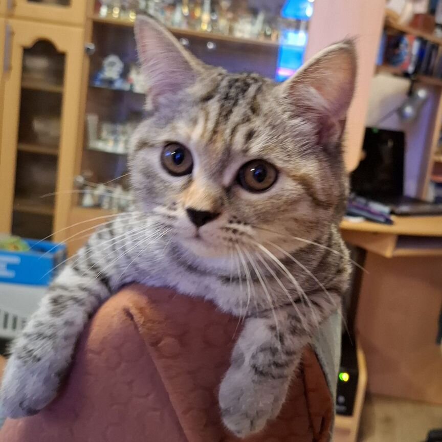Котёнок, девочка