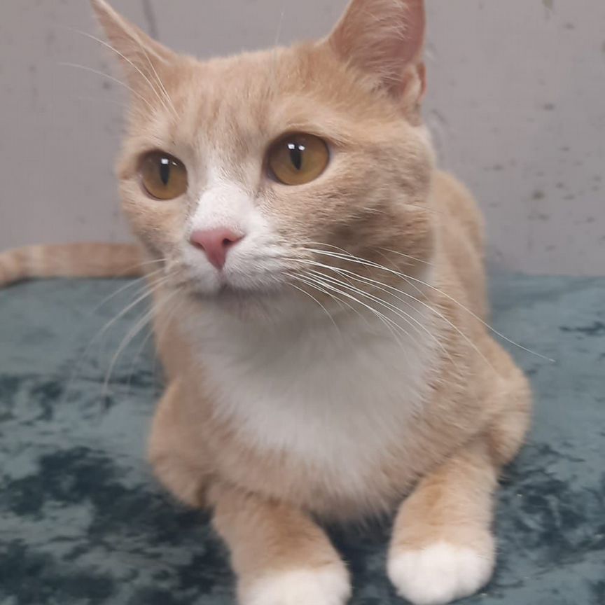 Кошки, молодые