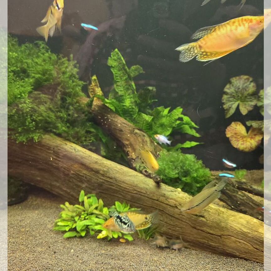 Гурами мраморный и золотой