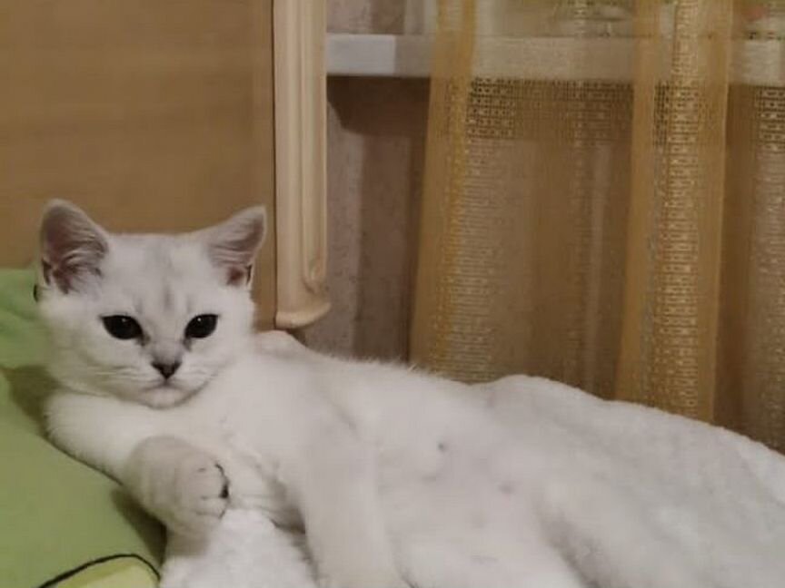 Шотландские котята серебристая шиншилла