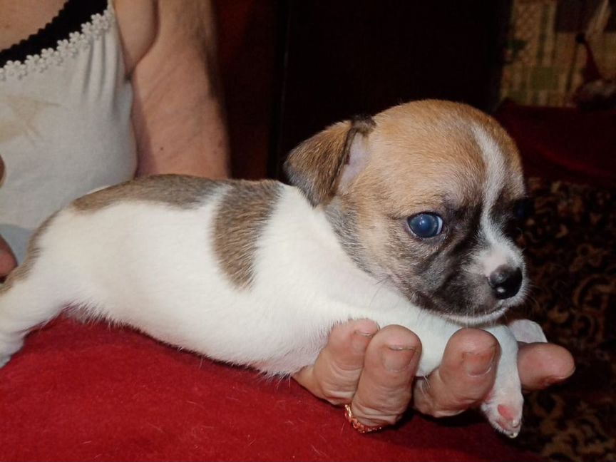 Щенки чихуахуа