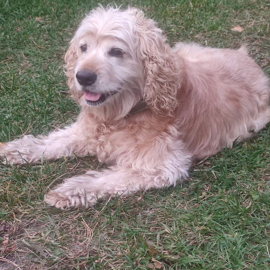 Кокер спаниель