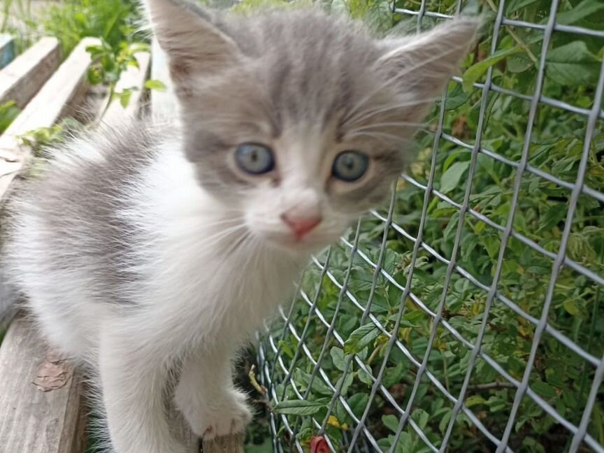 Кошка
