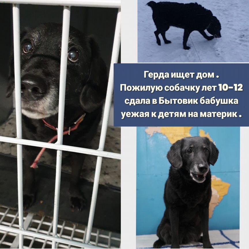 Взрослая собака в добрые руки