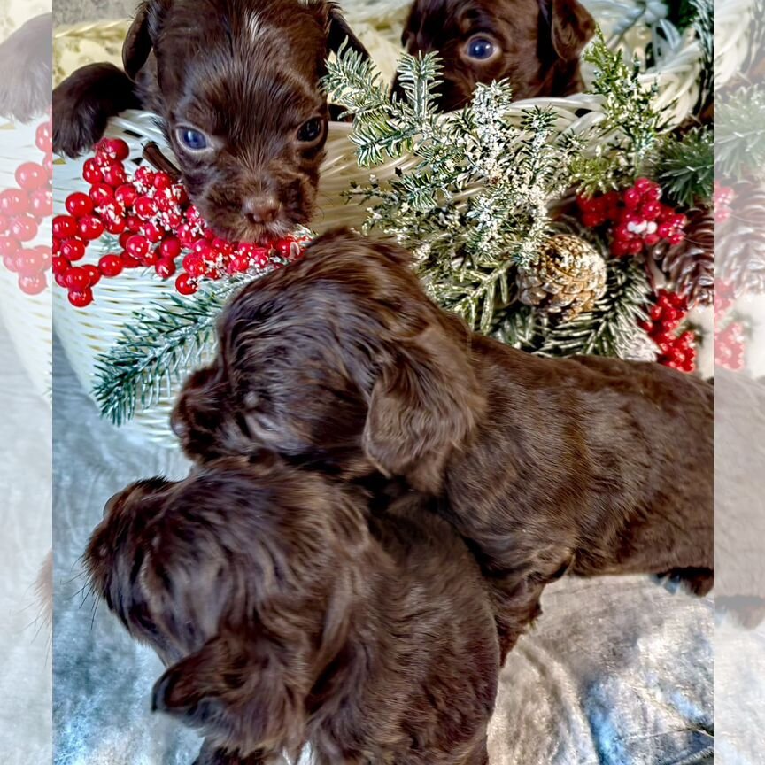 Йоркширский терьер, щенок