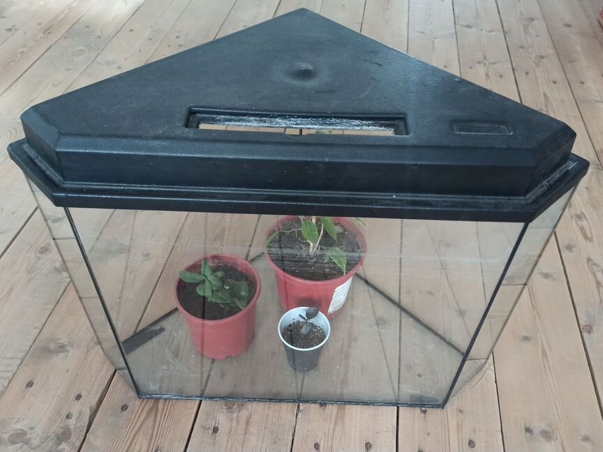 Аквариум- теплица