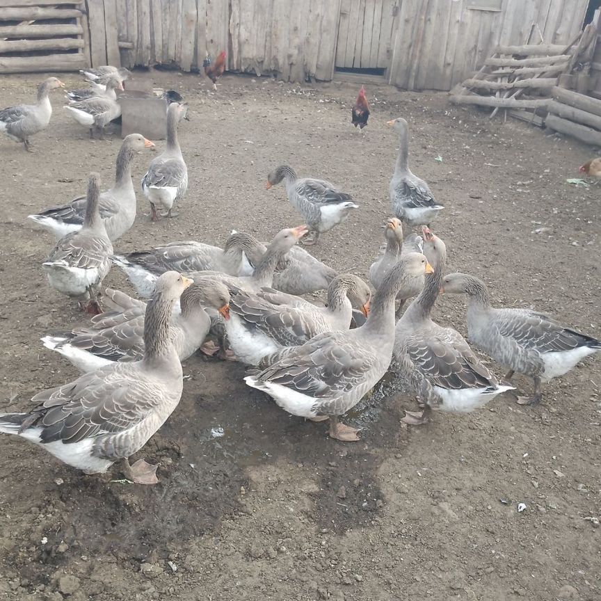 Большой серый гусь
