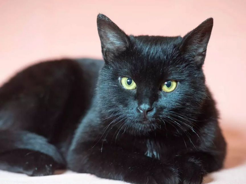 Его величество котик Багир ищет Дом