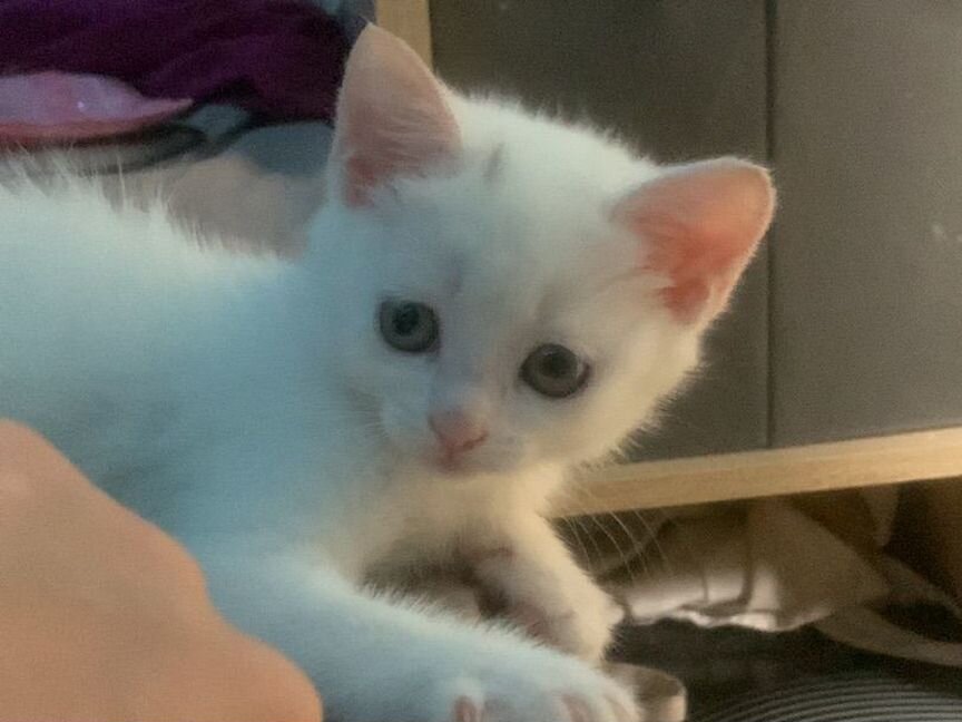 Котенок в добрые руки 2месяца