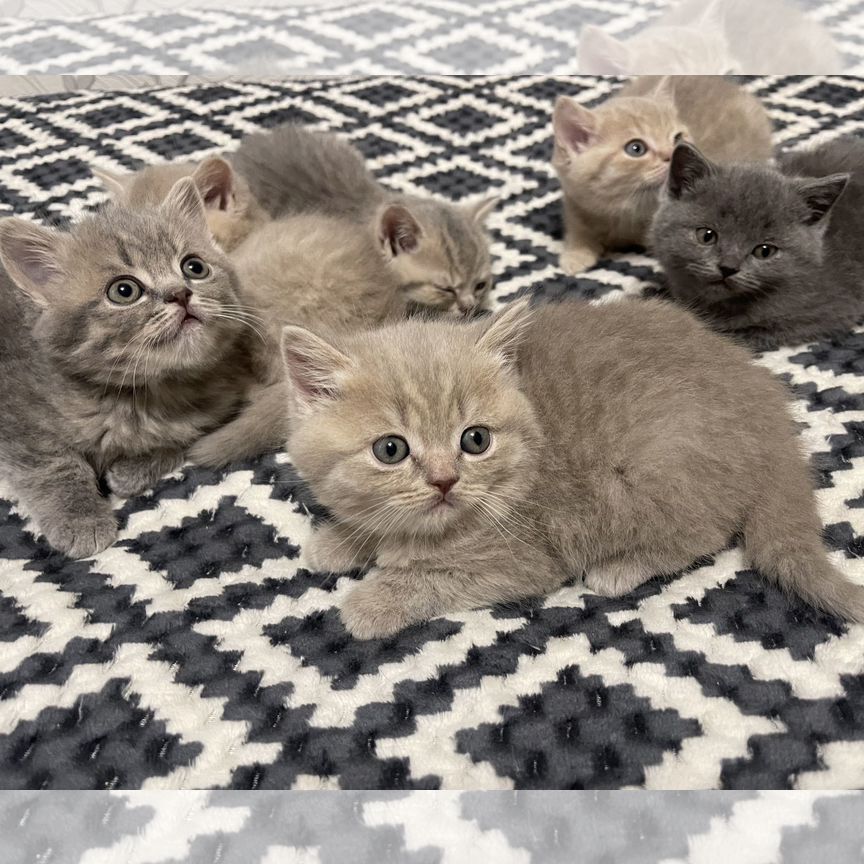 Британские котята