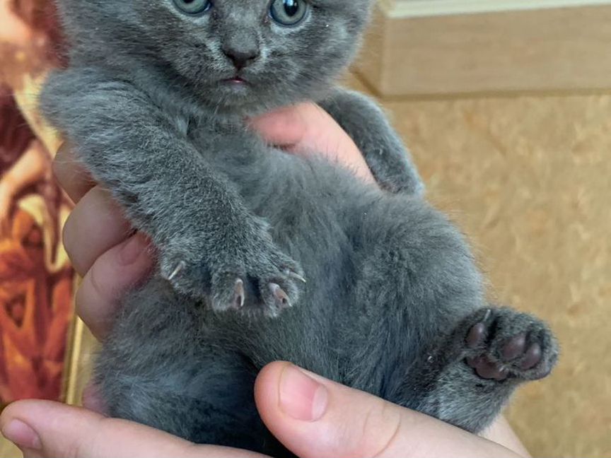 Продам голубого плюшевого британского котенка