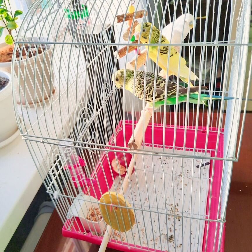 Волнистые попугаи