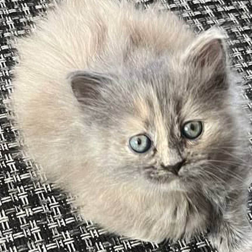 Котенок