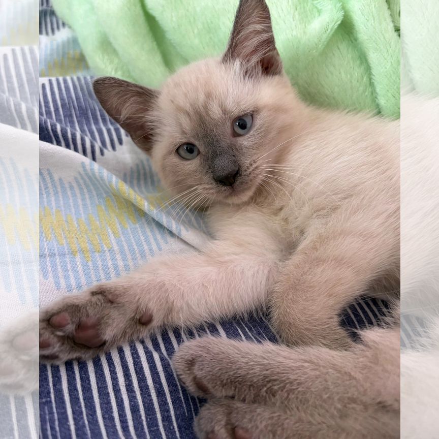 Сиамский котёнок