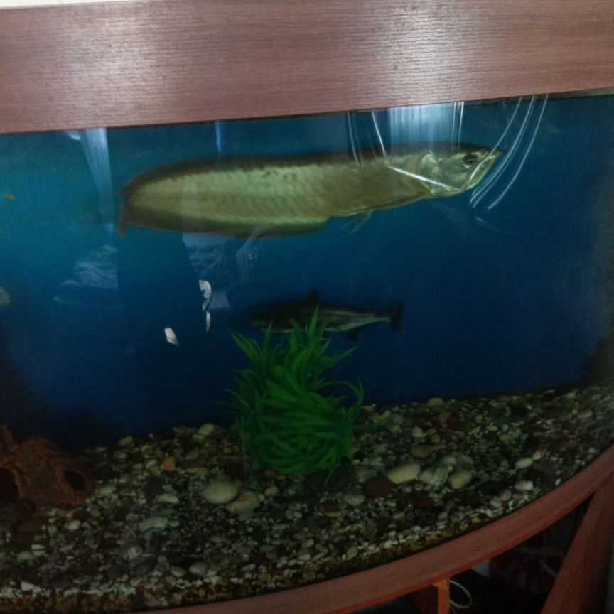 Продаю серебристую аравану