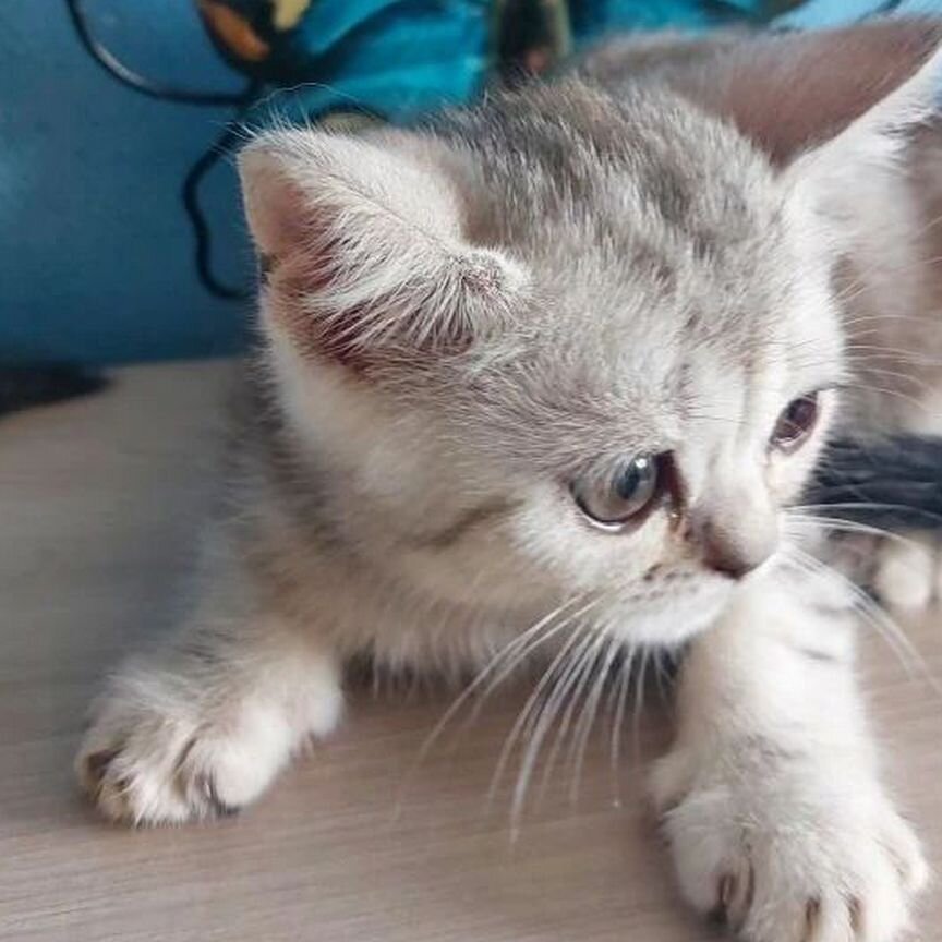 Шотландский прямоухий короткошёрстный котёнок