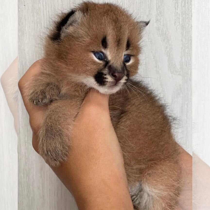 Каракет котёнок