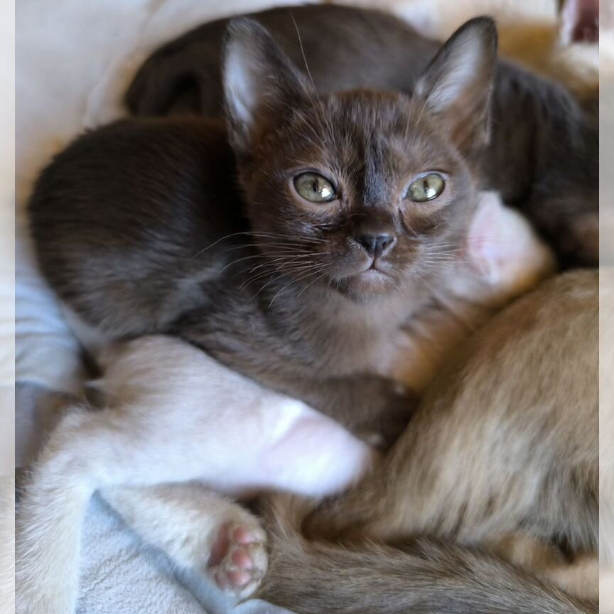 Бурманские котята(бронь)