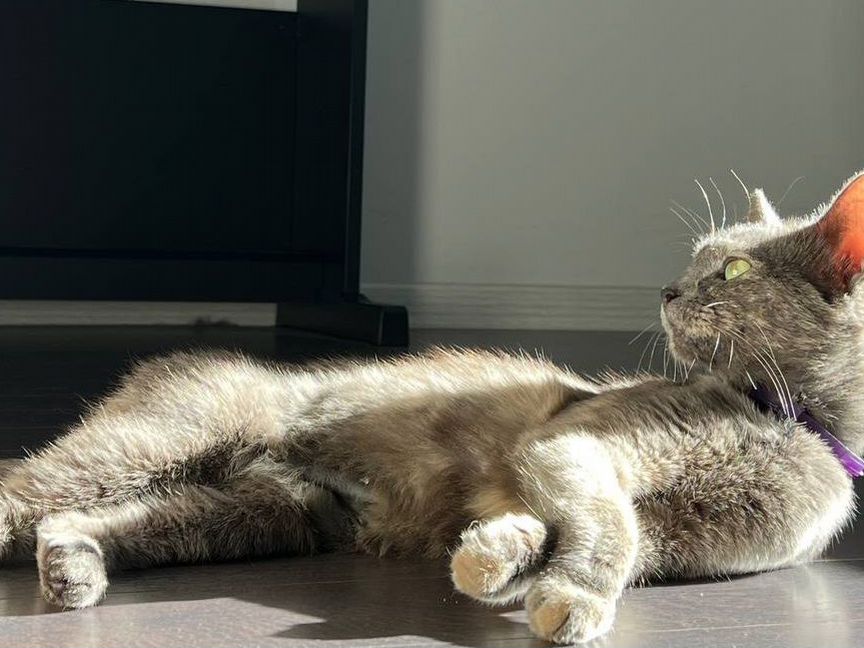 Серая кошка (типаж русская голубая)