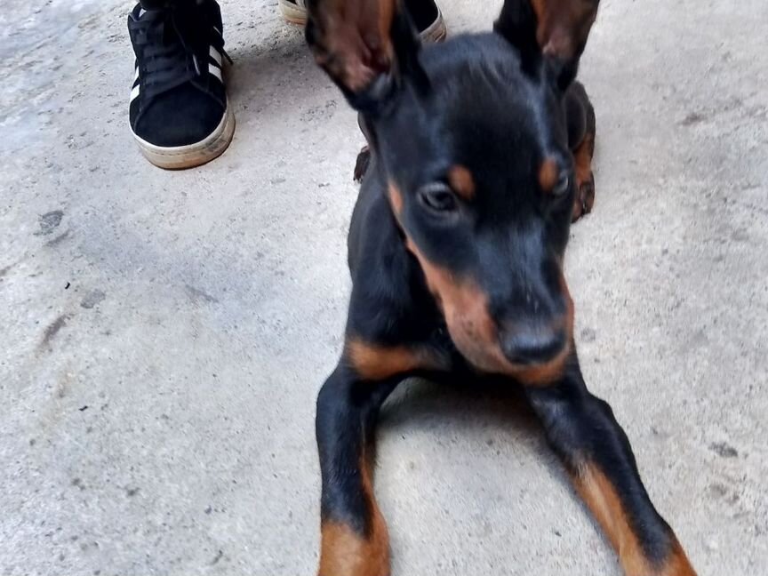 Собаки щенки добермана