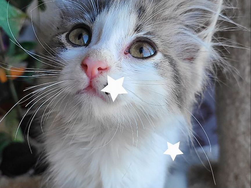 Кошка в дар бесплатно