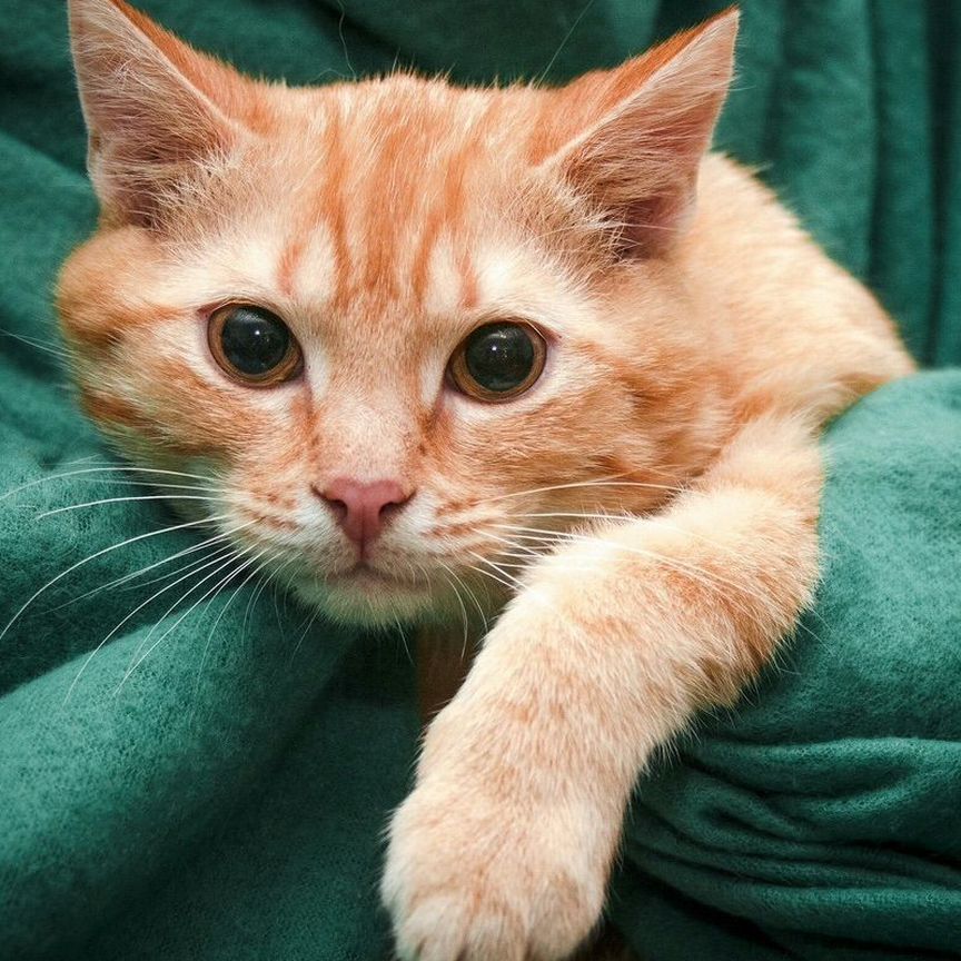 Рыжий котенок из приюта ищет дом