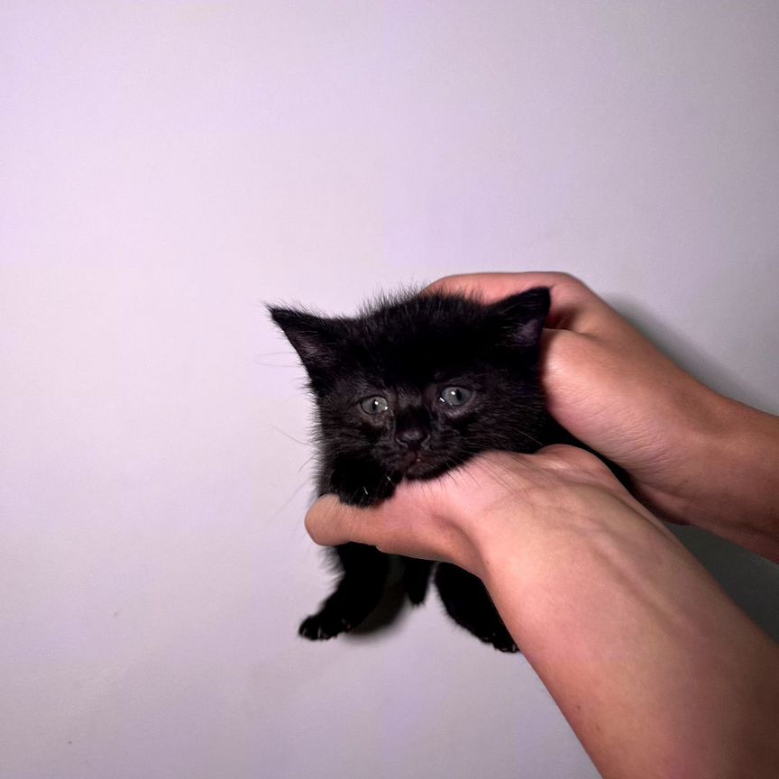 Котенок