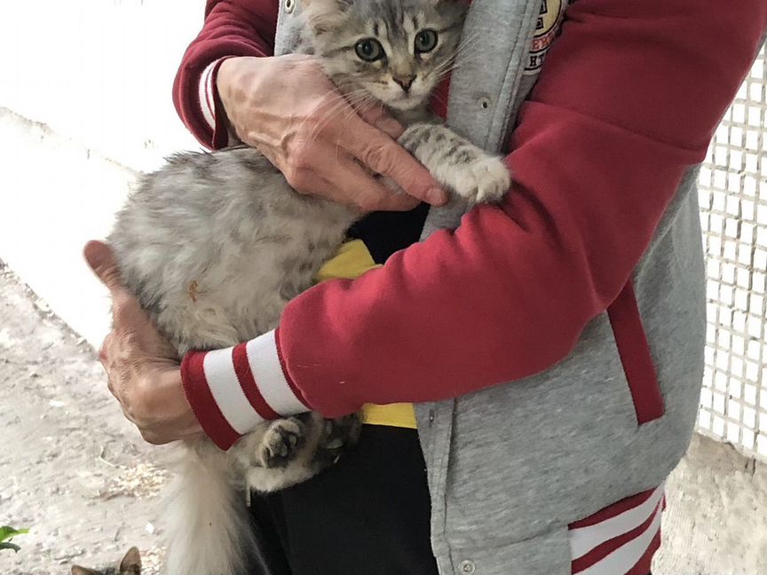 Котенок ищет дом