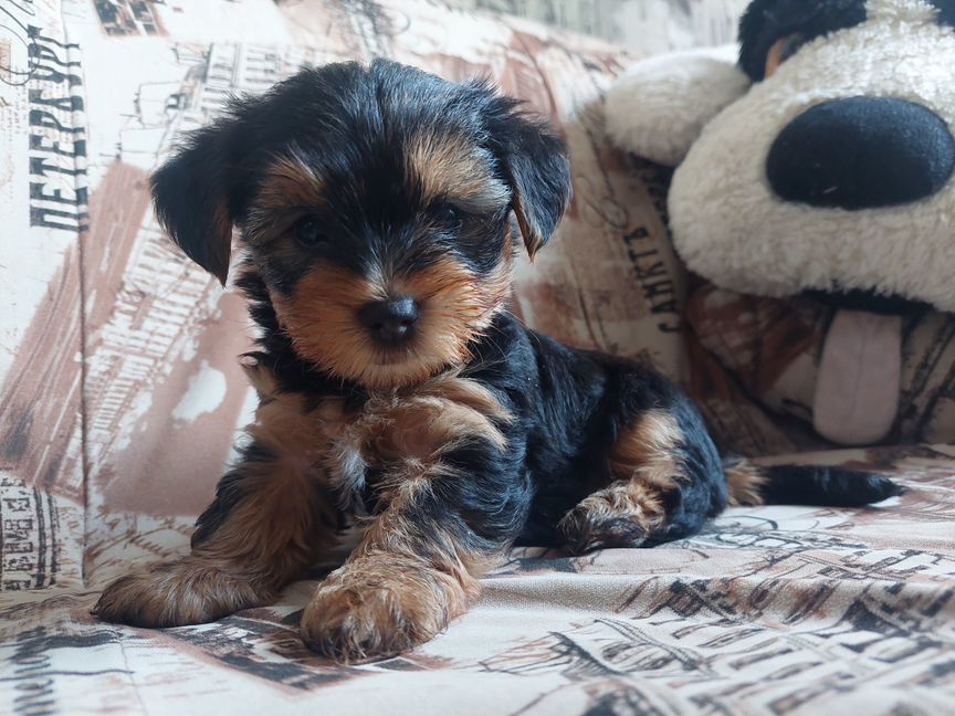 Йоркширский терьер щенки