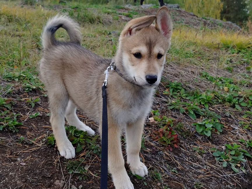 Чудесной малышке нужен дом