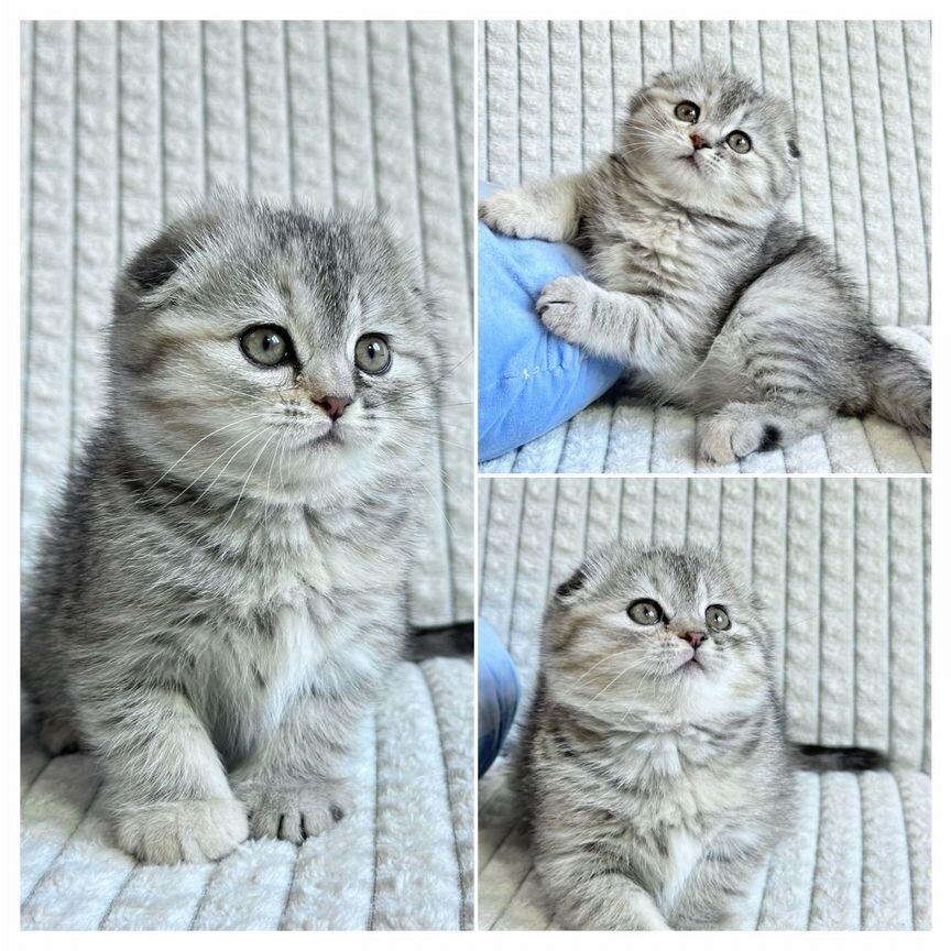 Шотландские котята