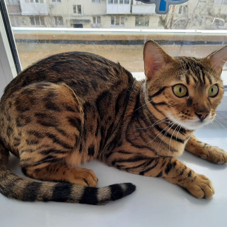 Бенгальская