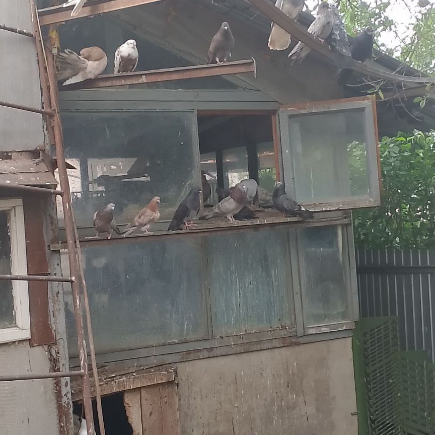 Николаевские, Кировоградские голуби