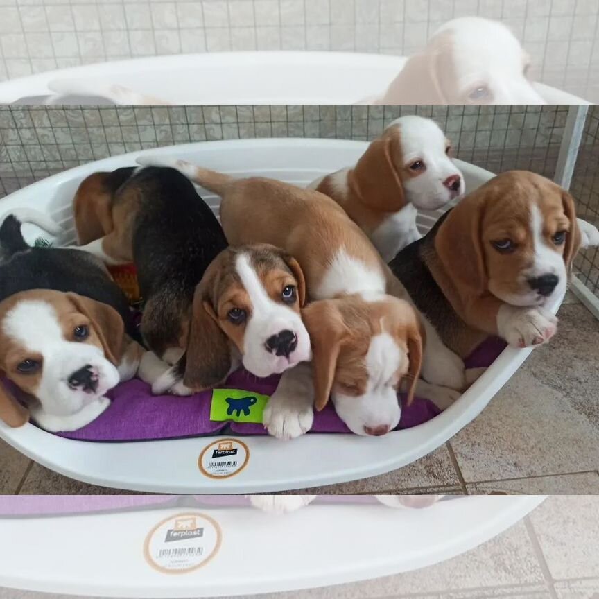 Бигль, щенок