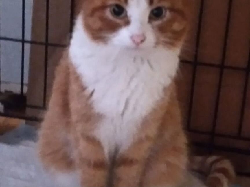 Кот молодой нужен дом или передержка