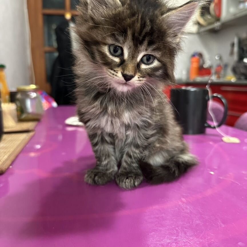 Котенок в добрые руки
