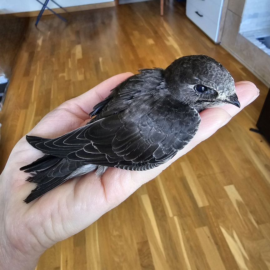 Стриж, отдам в добрые руки