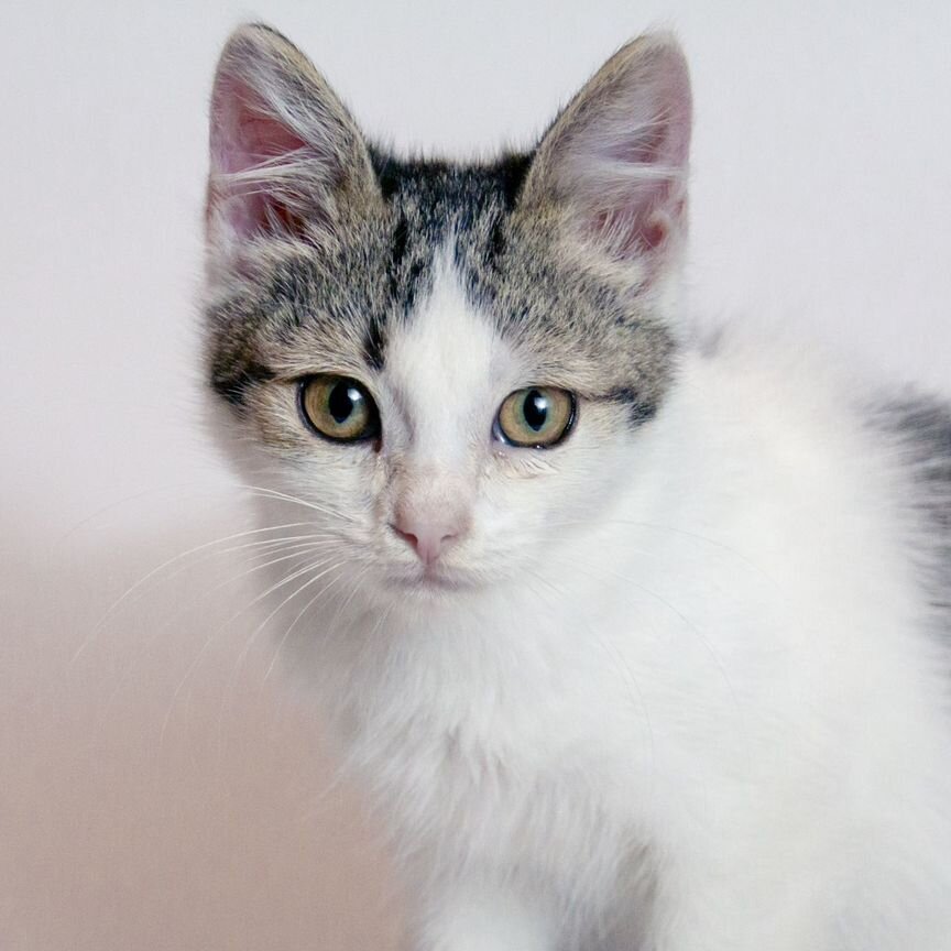 Маленький котенок ищет дом