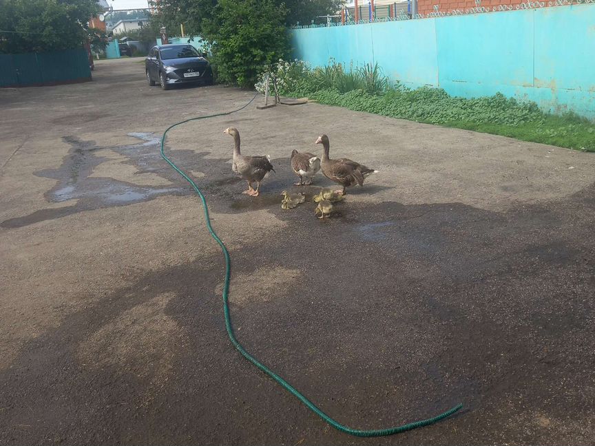 Породные гуси