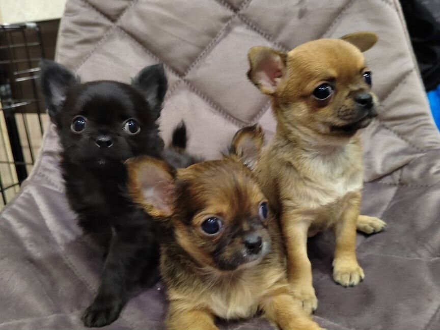 Щенки чихуахуа