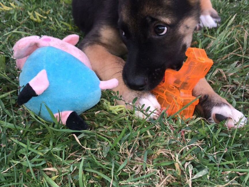 Щенок ищет дом